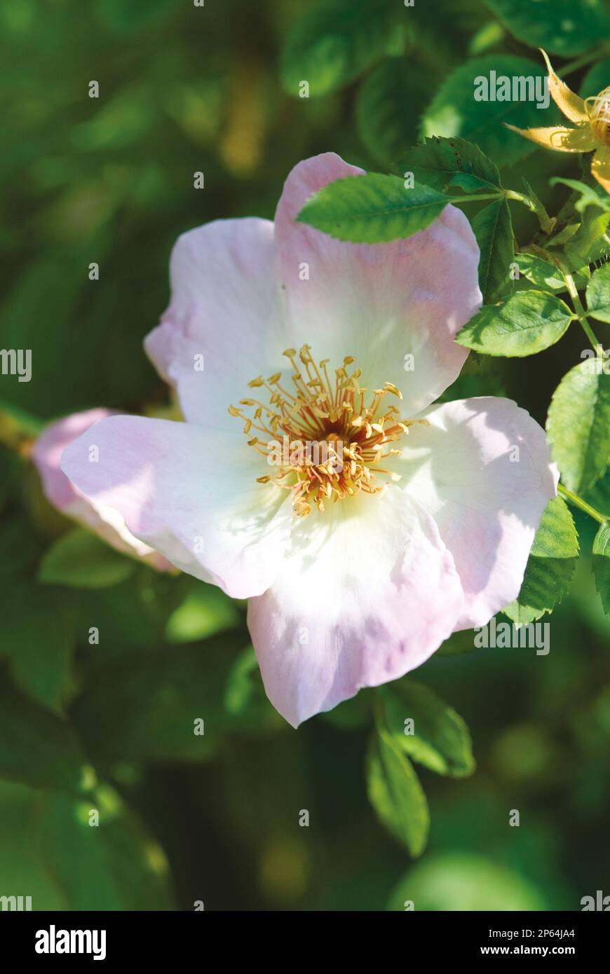 Bi colour roses hi-res stock photography and images - Alamy