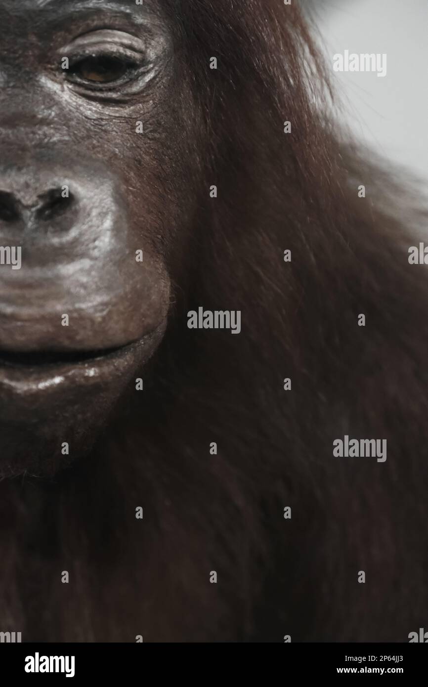 Grant Museum of Zoology Stock Photo - Alamy