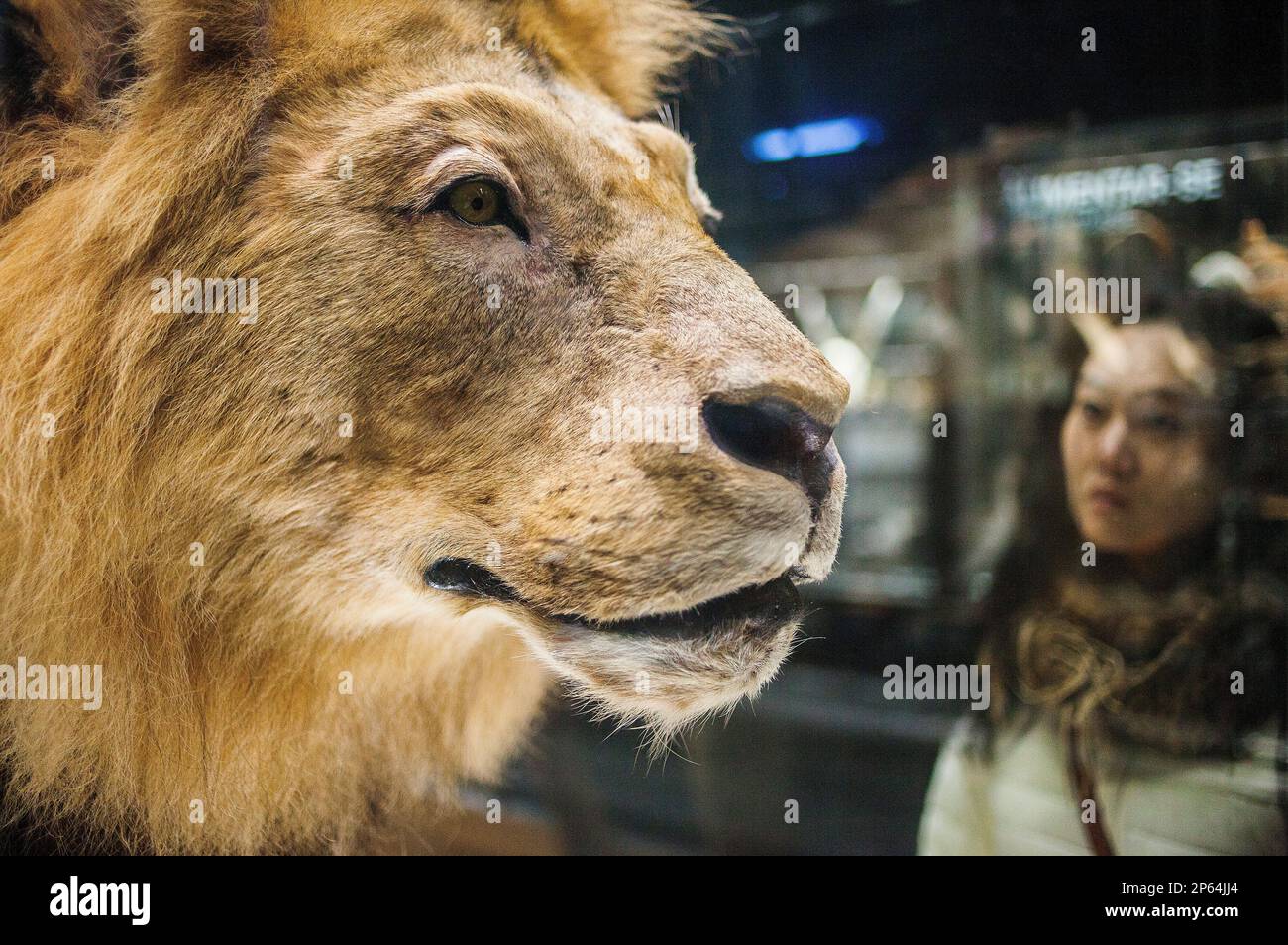 Museu Blau,museum of natural science,showcase predators . Building ...