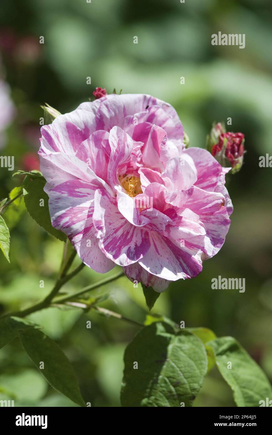 Rosa mundi variegated pink rose hi-res stock photography and images - Alamy