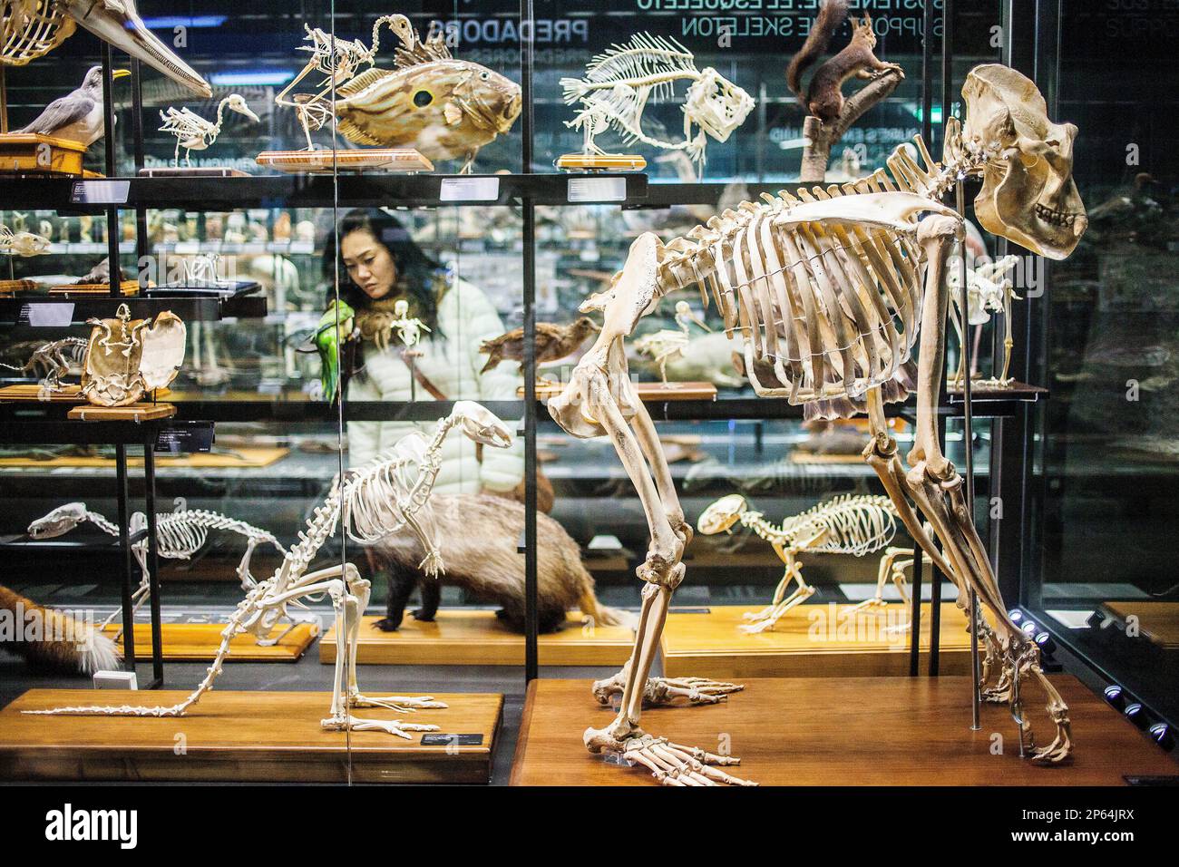 Museu Blau,museum of natural science,case of skeletons. Building ...