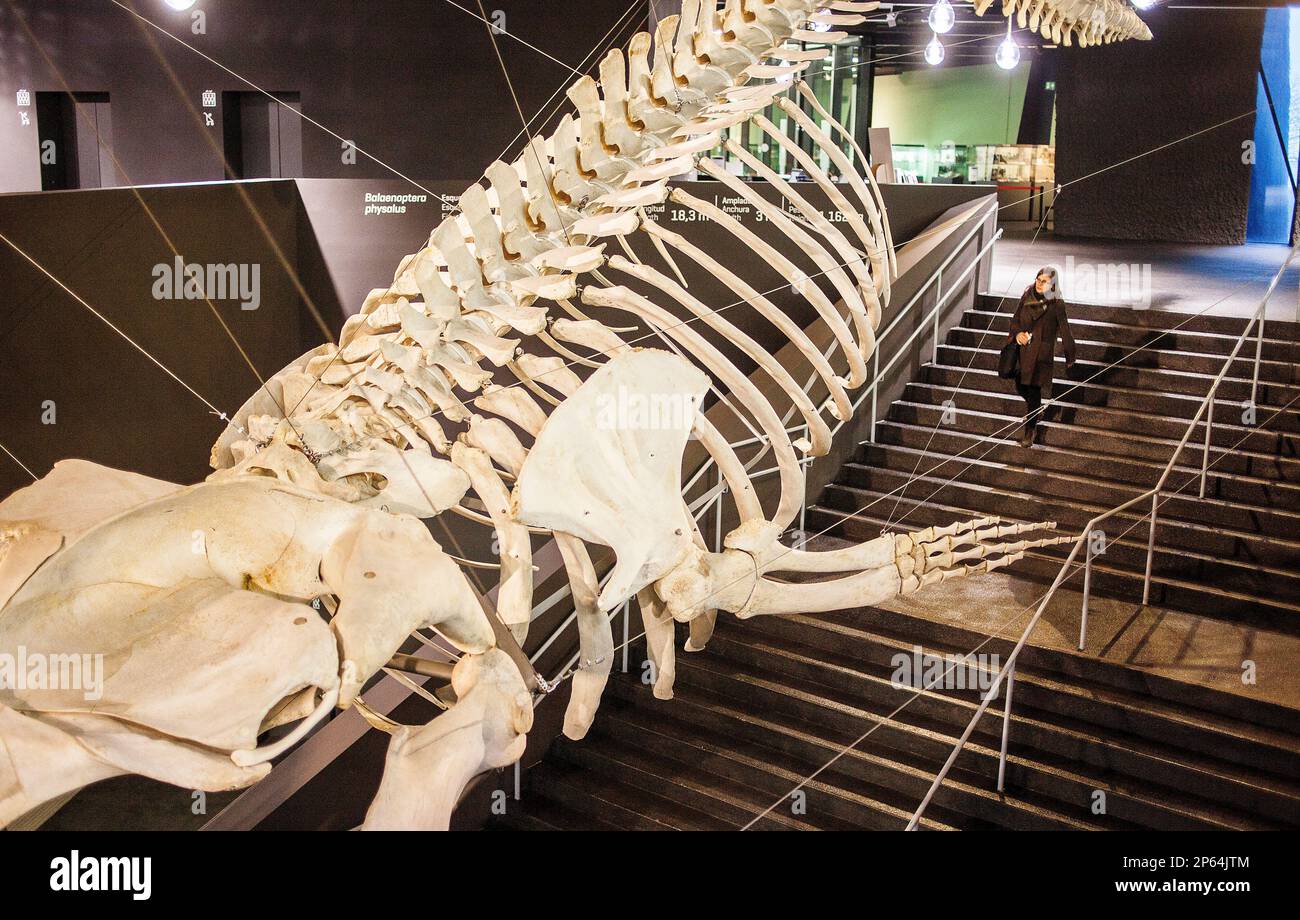 Museu Blau,museum of natural science, whale skeleton in lobby. Building ...