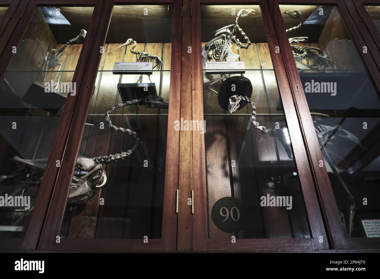 Grant Museum of Zoology Stock Photo - Alamy