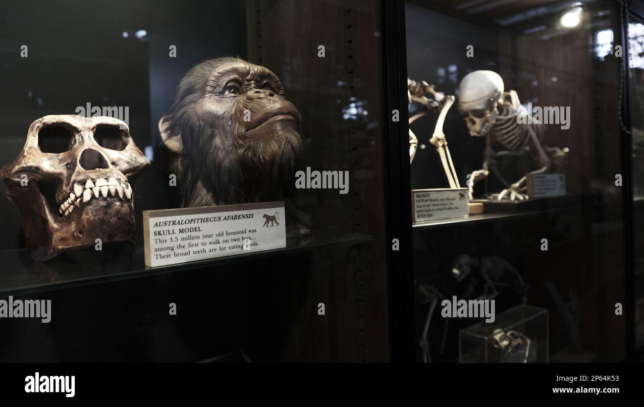 Grant Museum of Zoology Stock Photo - Alamy