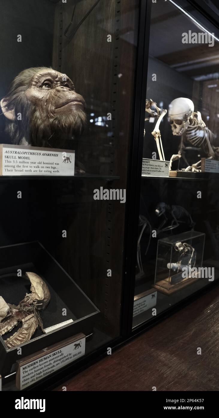 Grant Museum of Zoology Stock Photo - Alamy