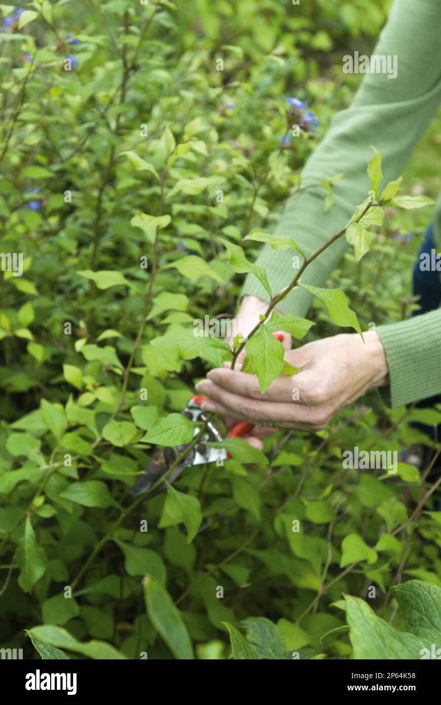 Softwood hi-res stock photography and images - Alamy