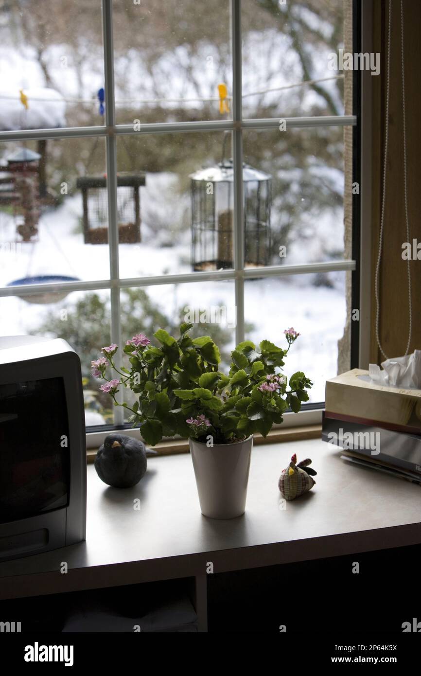 view through paned window with pot plant and toy birds in foreground ...