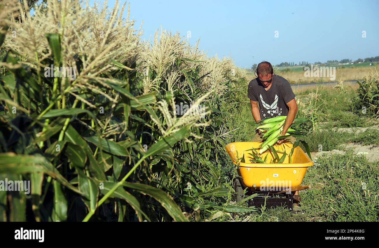Lance Phillips fills a wheelbarrow full of gleaned corn Tuesday ...