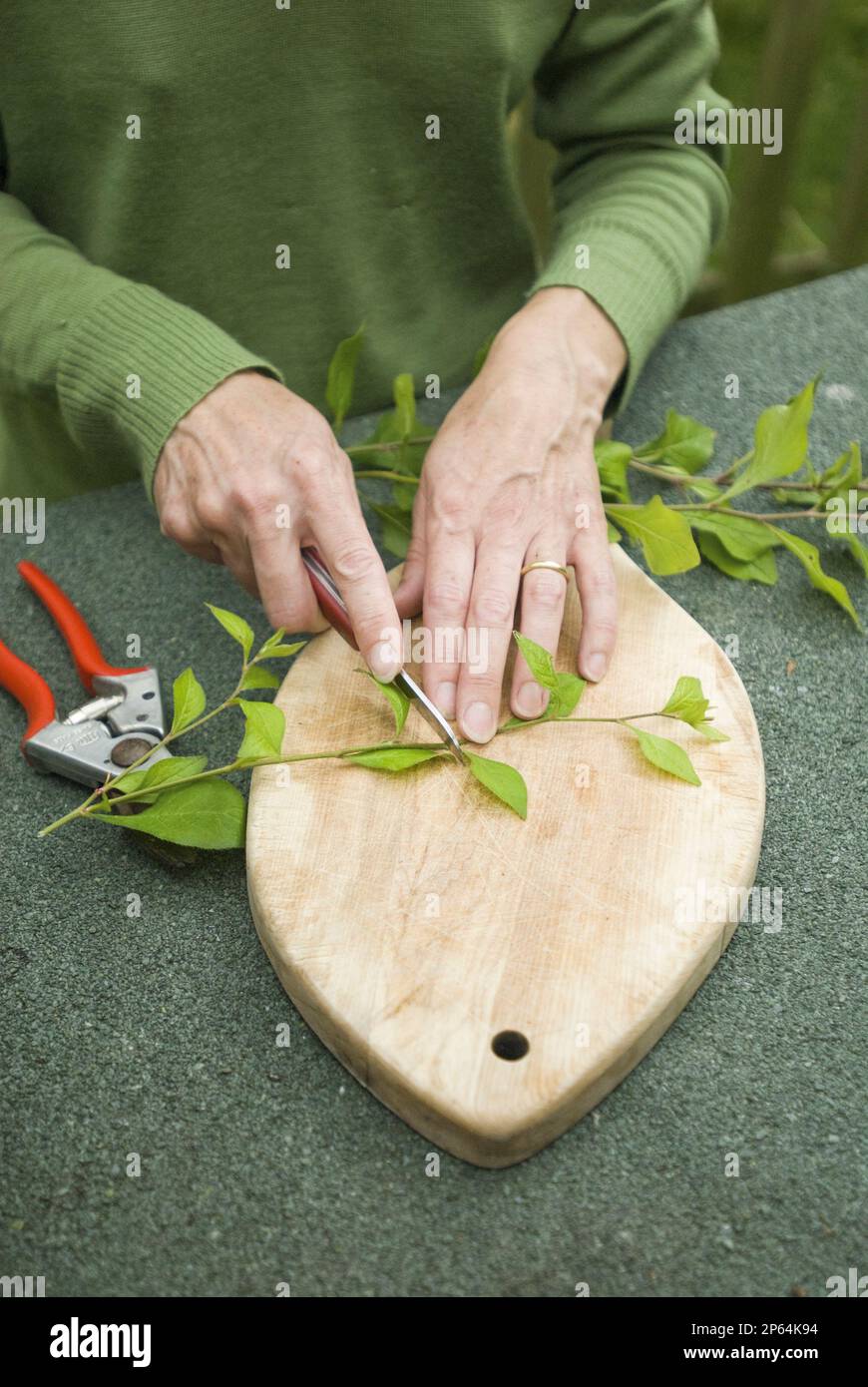 softwood cutting with knife on board project 2 Stock Photo - Alamy
