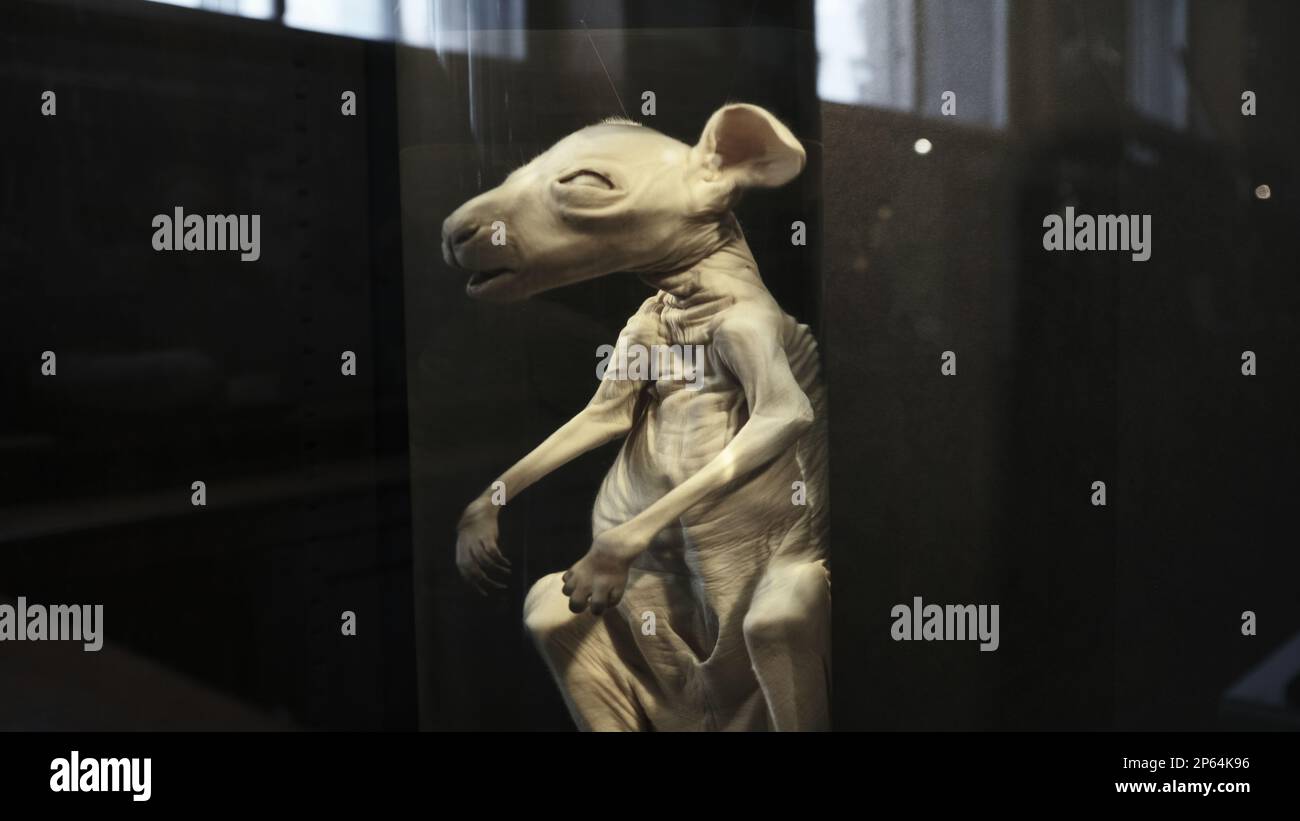 Grant Museum of Zoology Stock Photo - Alamy
