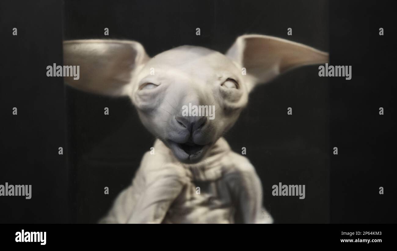 Grant Museum of Zoology Stock Photo - Alamy