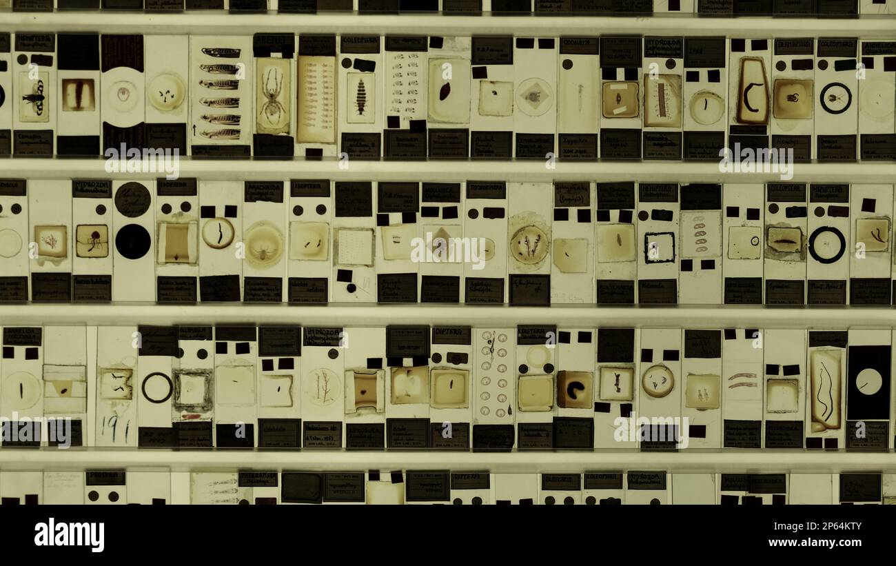 Grant museum of zoology university college london hi-res stock ...