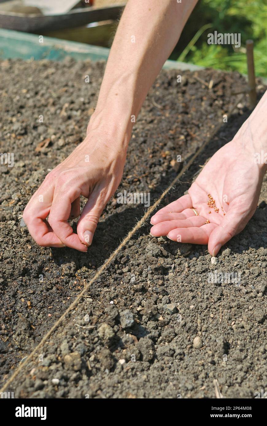 sowing seed against string line in raised bed project 4 Stock Photo - Alamy
