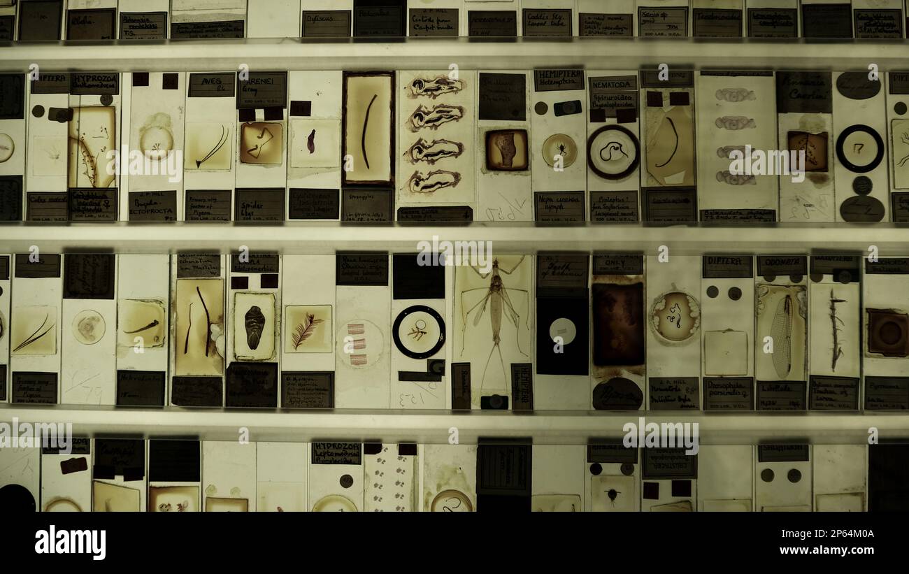 Grant Museum of Zoology Stock Photo - Alamy