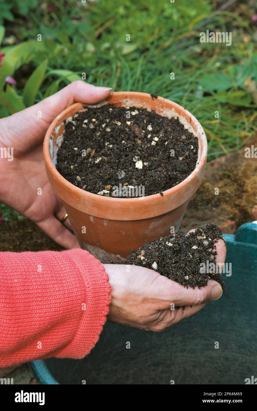 cover the seeds with a fine layer of wel-drained peat-free compost and ...
