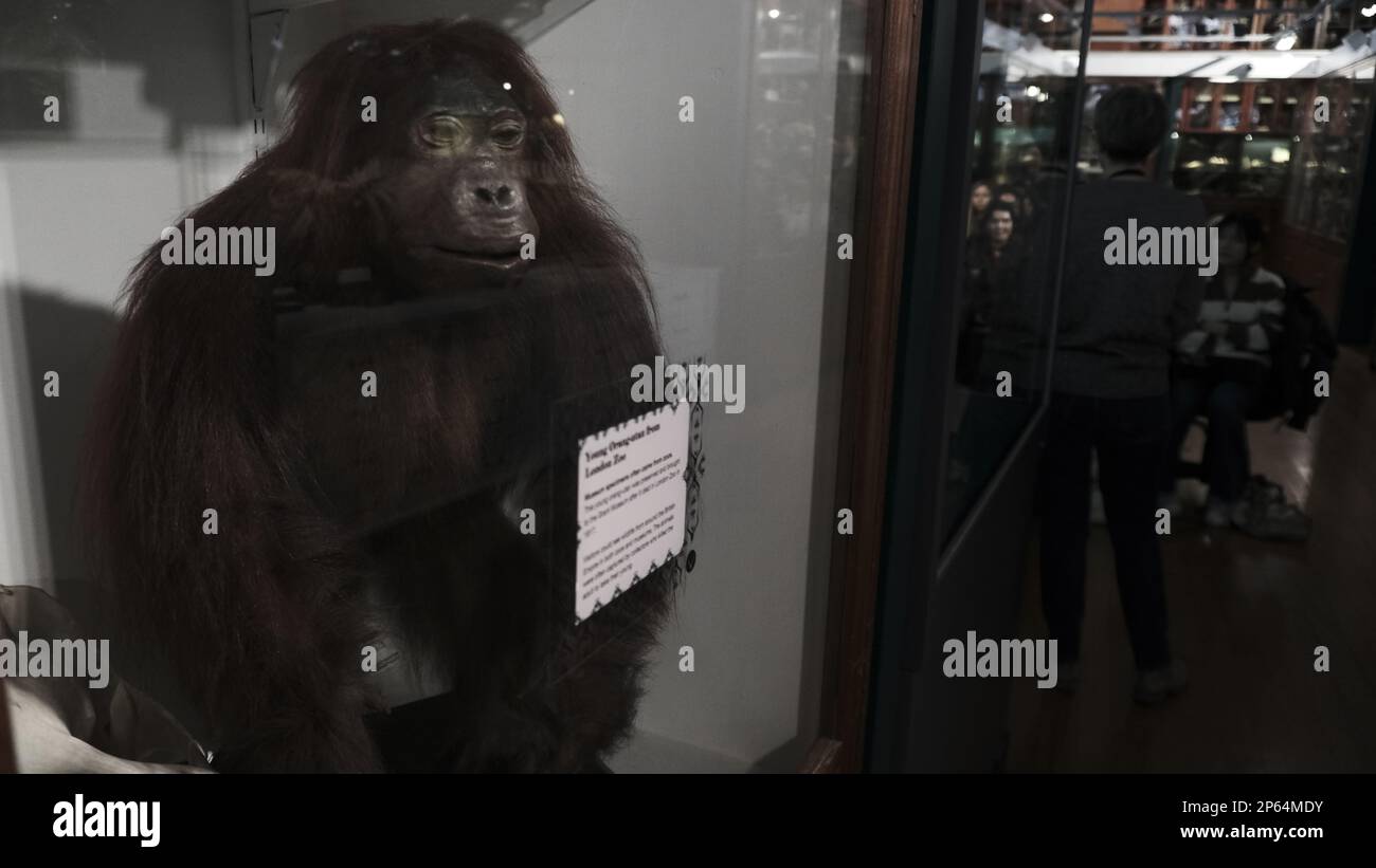 Grant Museum of Zoology Stock Photo - Alamy