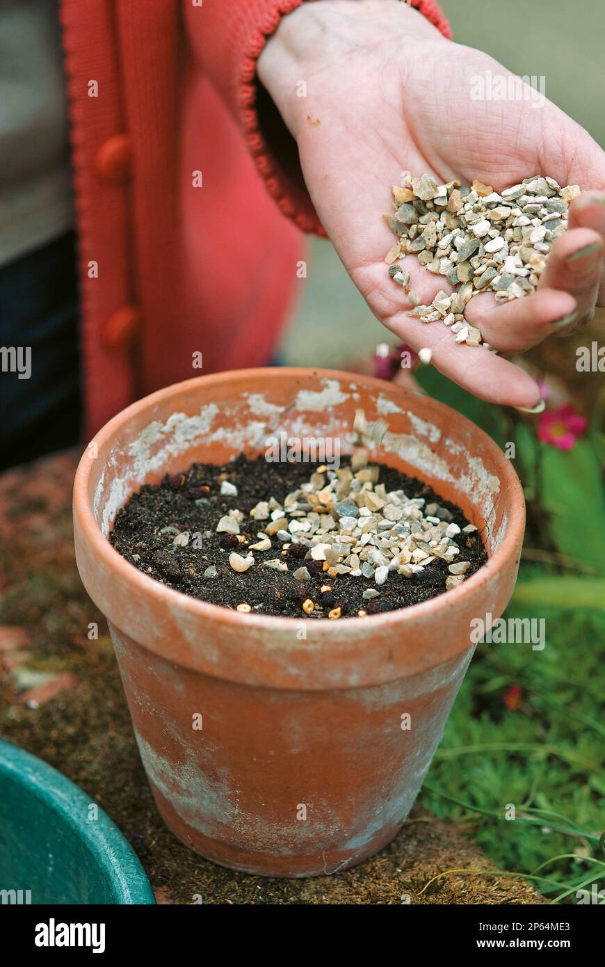 Add a layer of fine gravel at the top of the pot to retain moisture ...