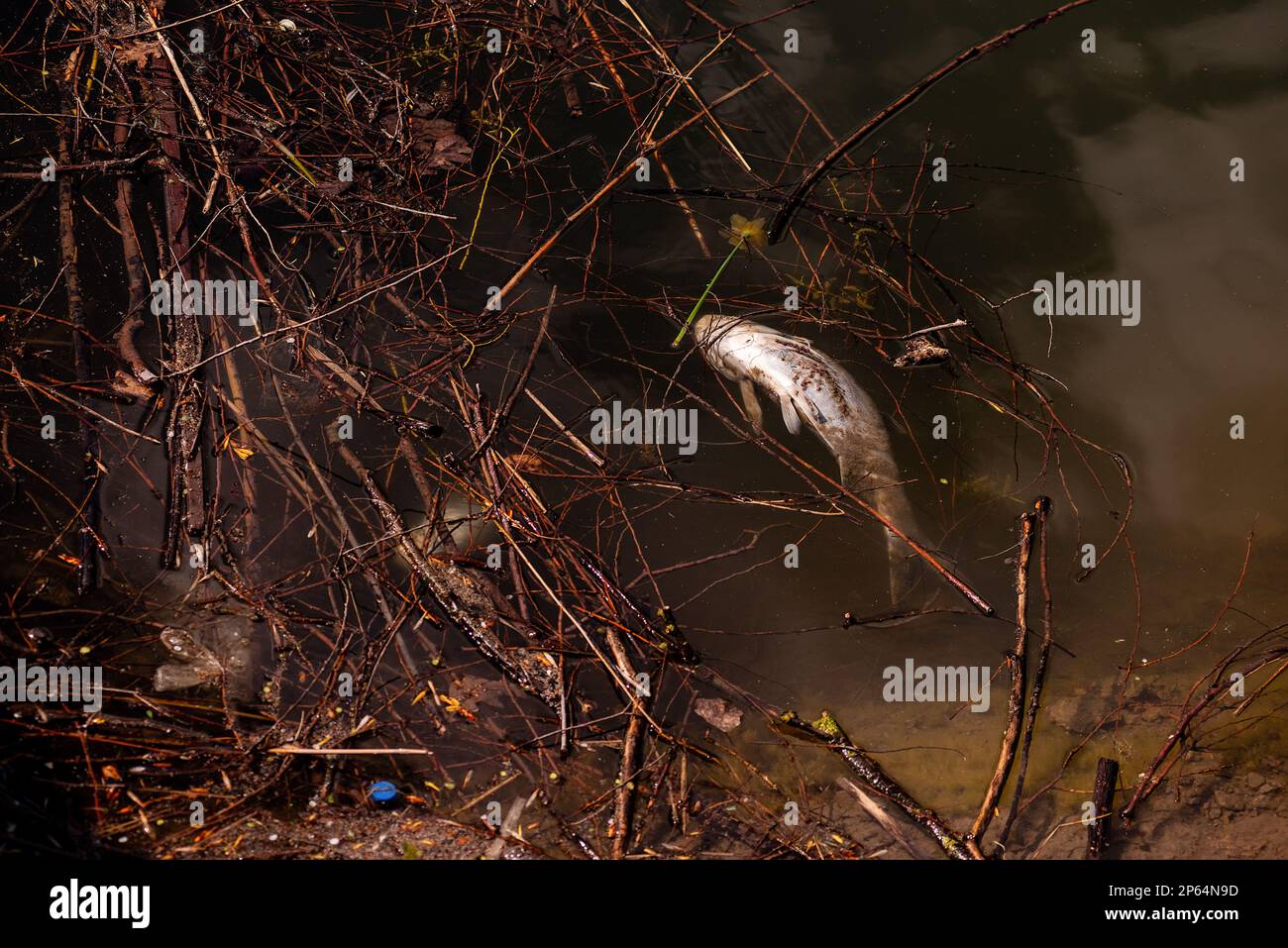 Dead fish swim in the water of the reservoir. Environmental pollution ...