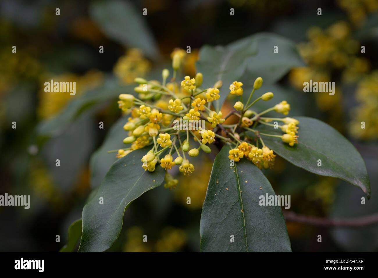 Flowering Pittosporum tobira, family Pittosporaceae, occurs under ...