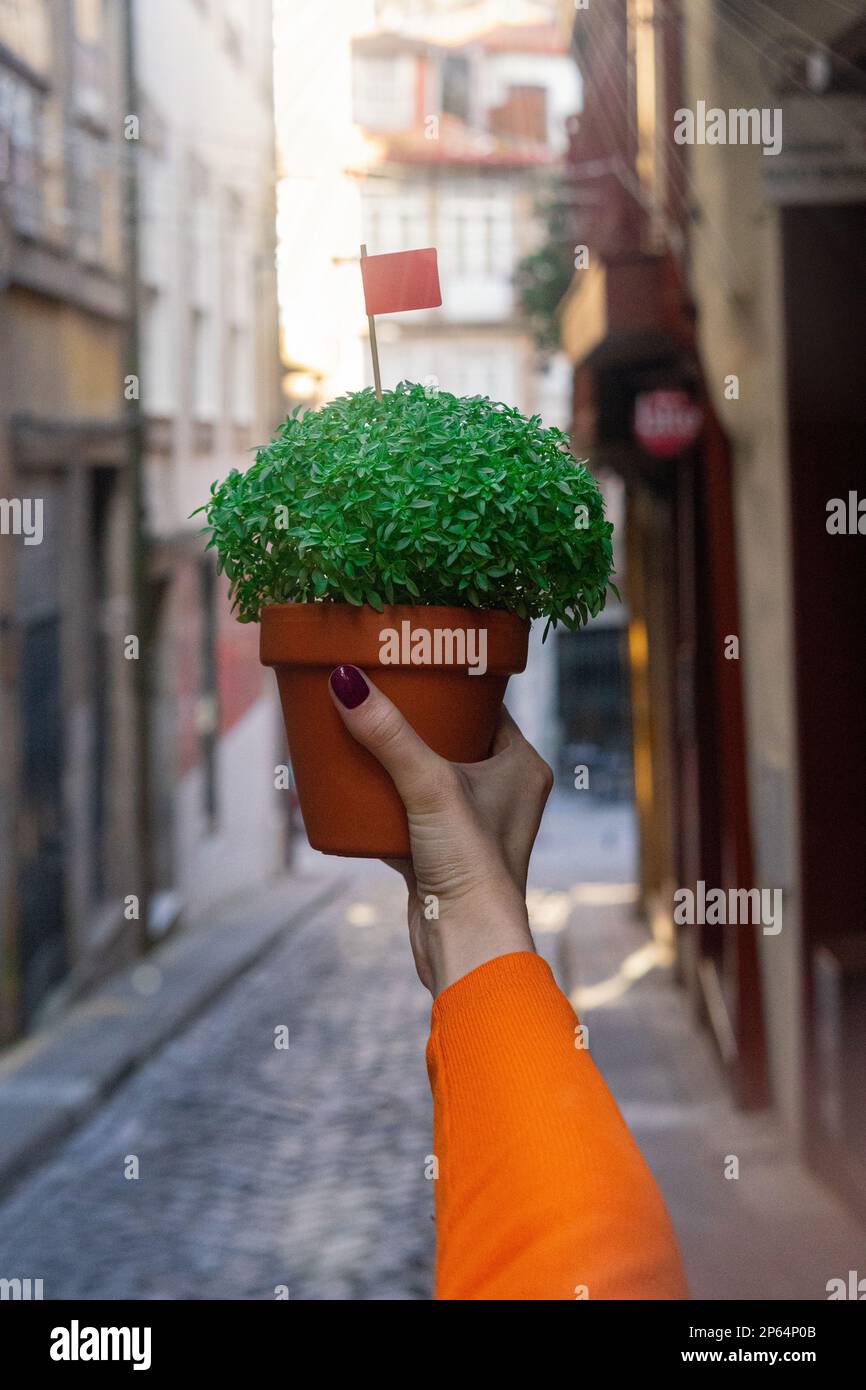 Woman hand with Manjerico plant on the street Stock Photo - Alamy