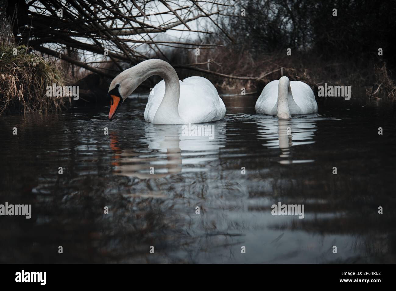 Vector swan hi-res stock photography and images - Alamy