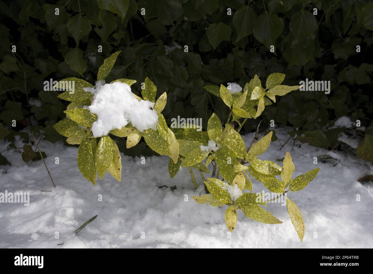 snow and ice on green plants winter garden in shade of dark hedge Stock ...