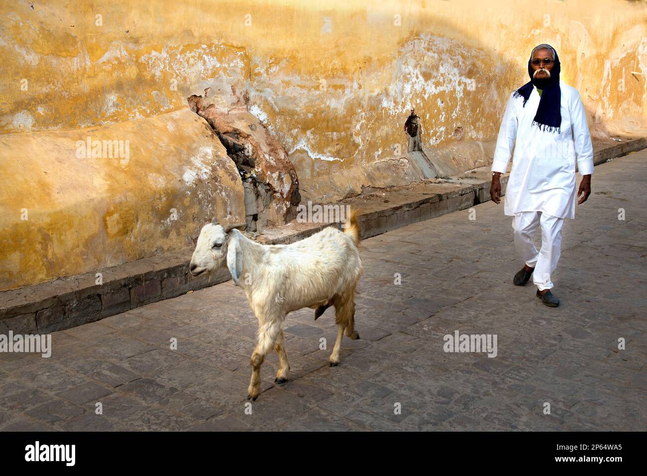 Man with goat india hi-res stock photography and images - Alamy