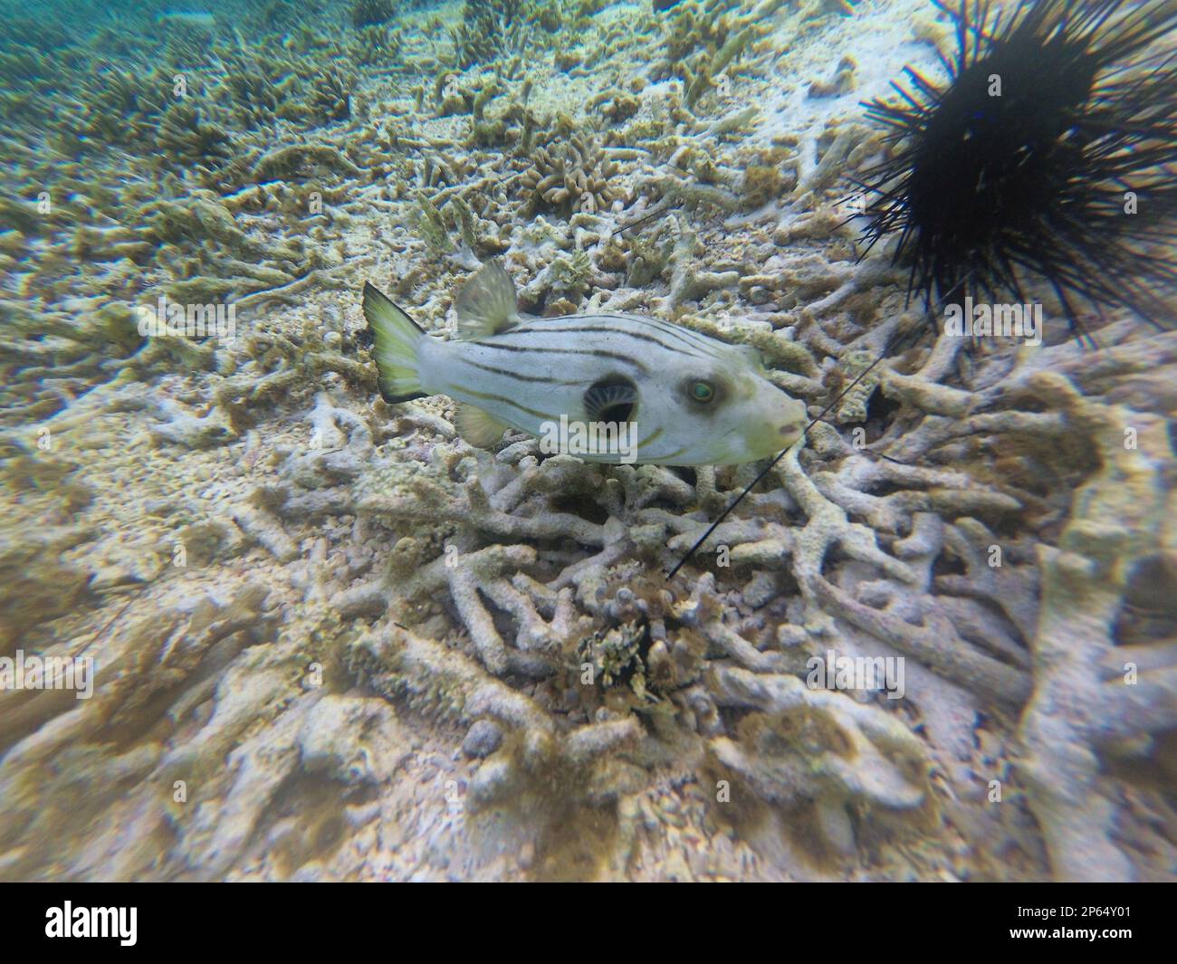Close up of a puffer fish in Komodo National Park on Flores surrounded ...