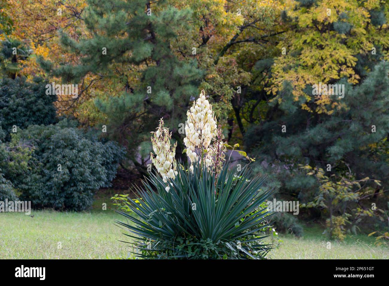 Yucca filamentosa, blooming palm with a lot of white flowers, November ...