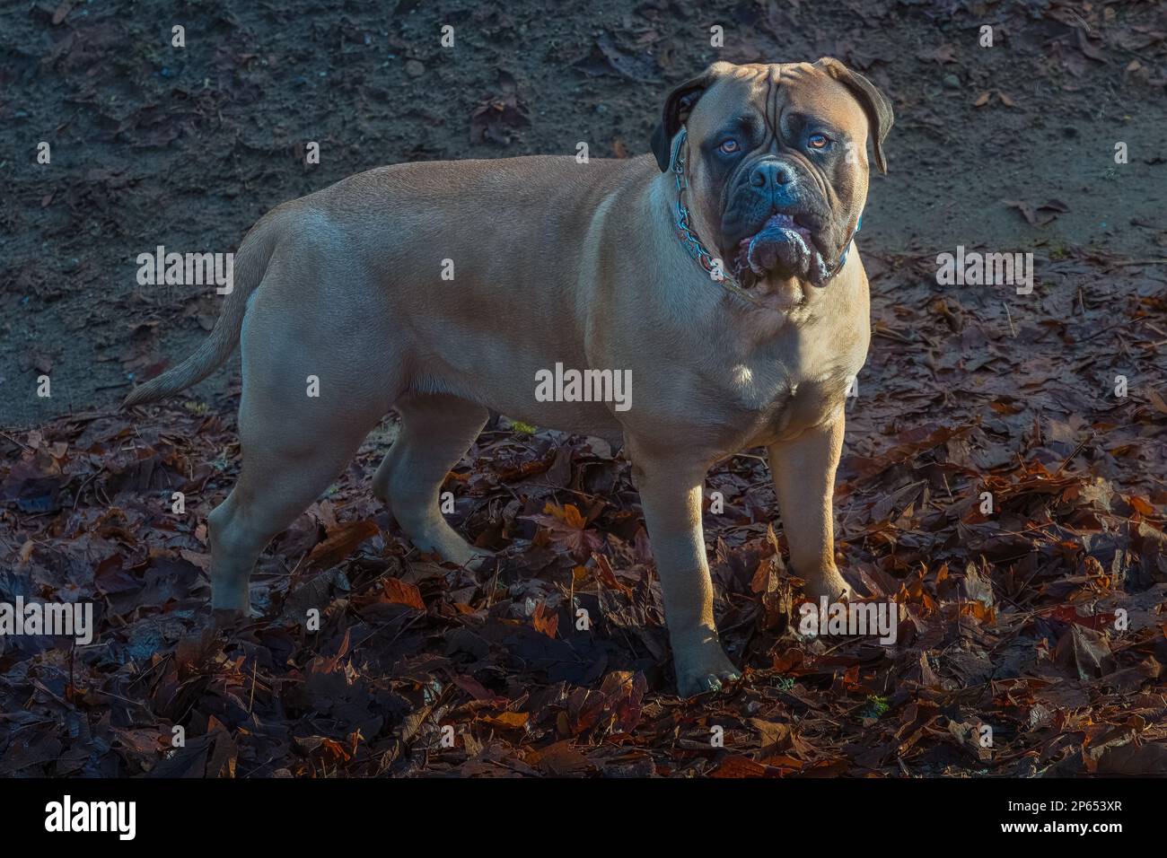 Does The Bullmastiff Bark