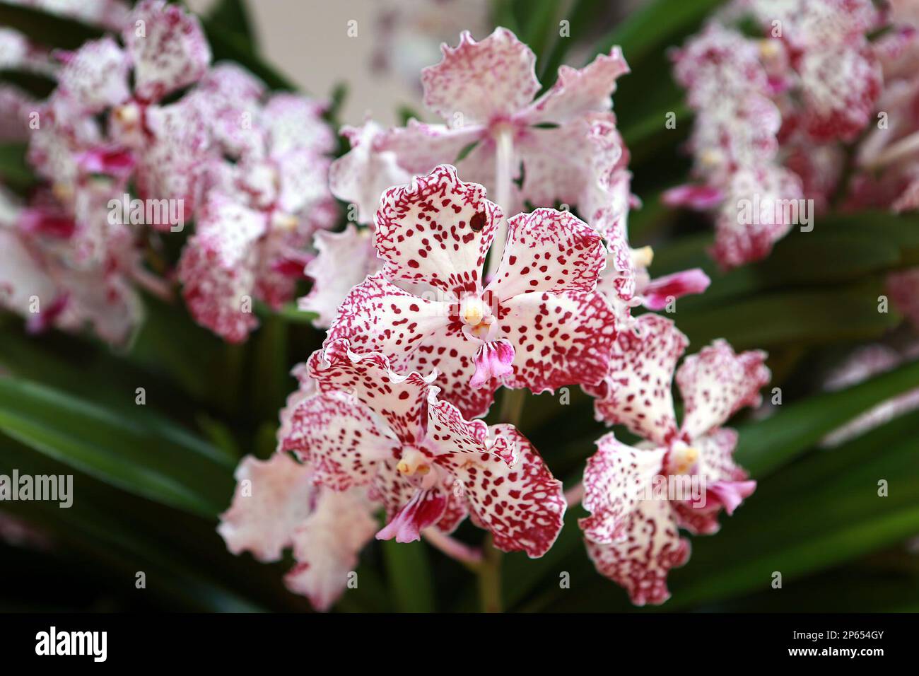 The Vanda William Catherine, an orchid named after Prince William and ...