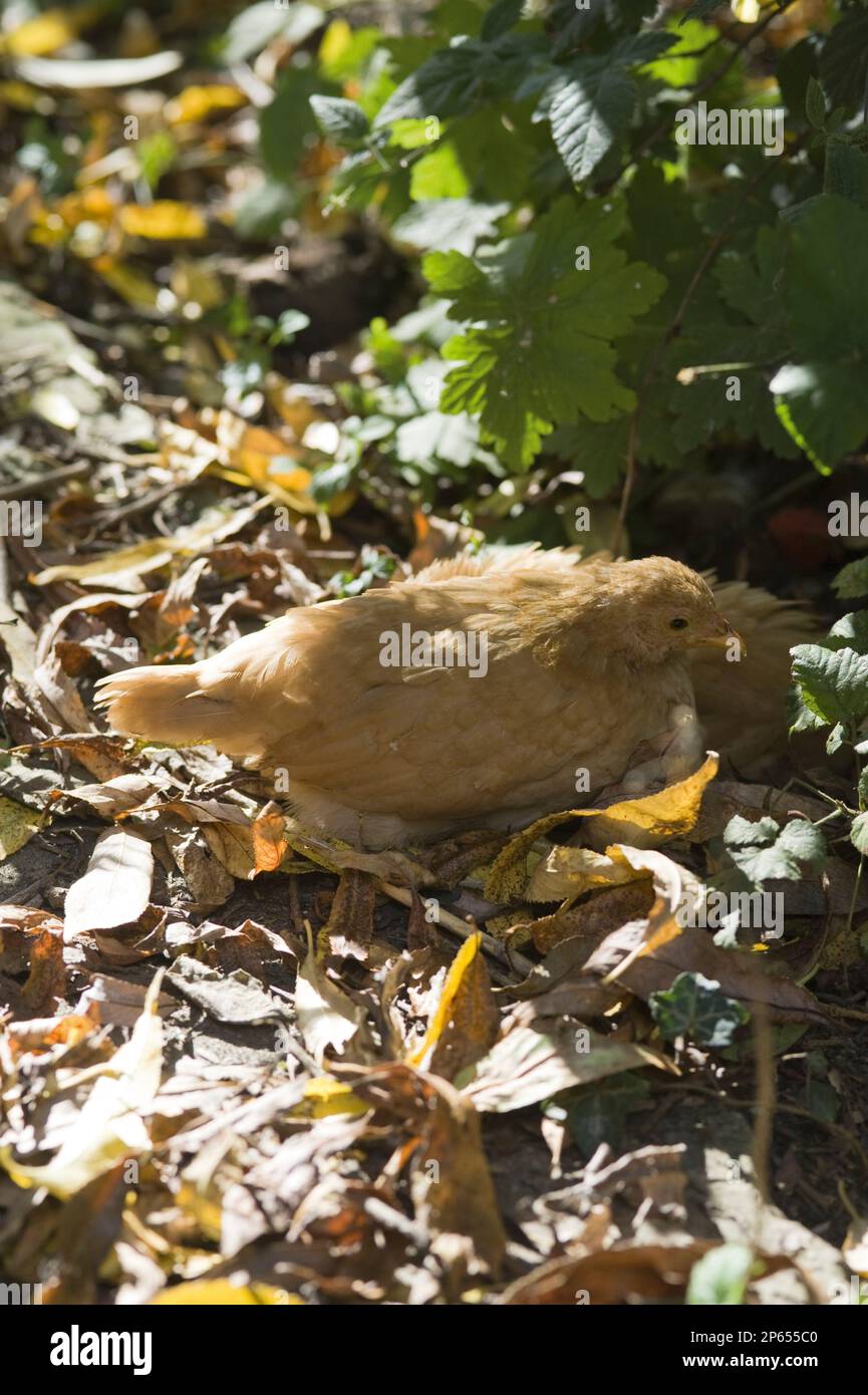 Buff leaves hi-res stock photography and images - Alamy