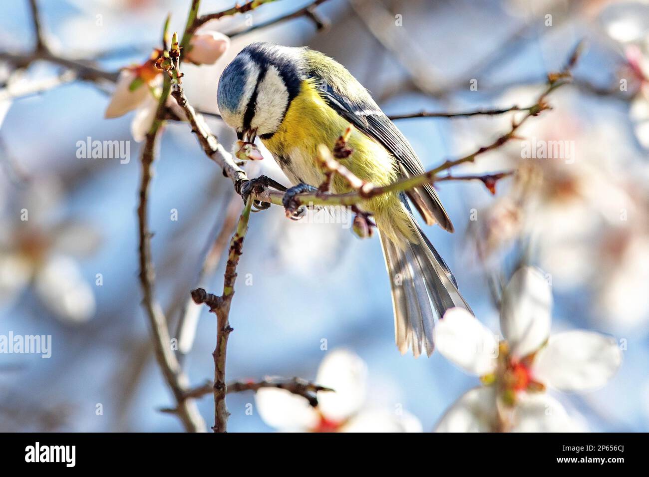 The Eurasian blue tit (Parus caeruleus) is seen on the blooming almond ...