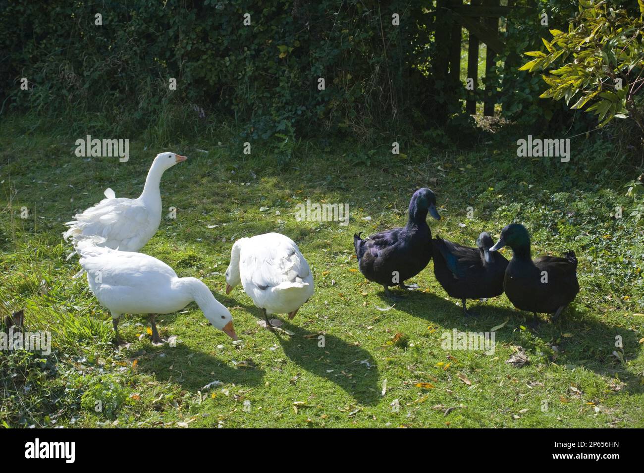 Group of ducks and geese in cottage garden Stock Photo - Alamy