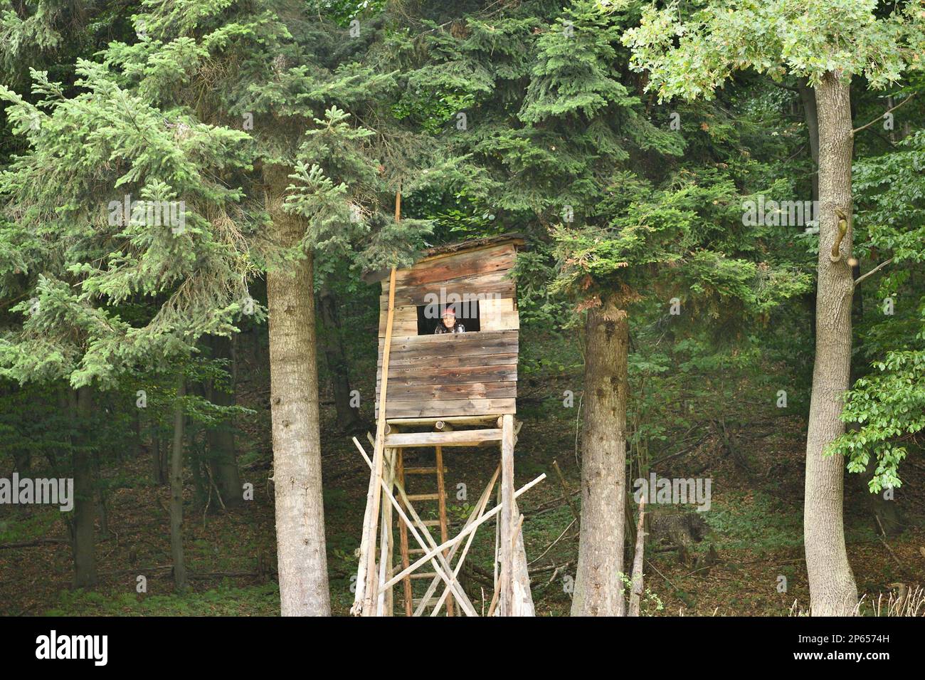 Girl huntress looks at the meadow from her hunting cottage in the ...