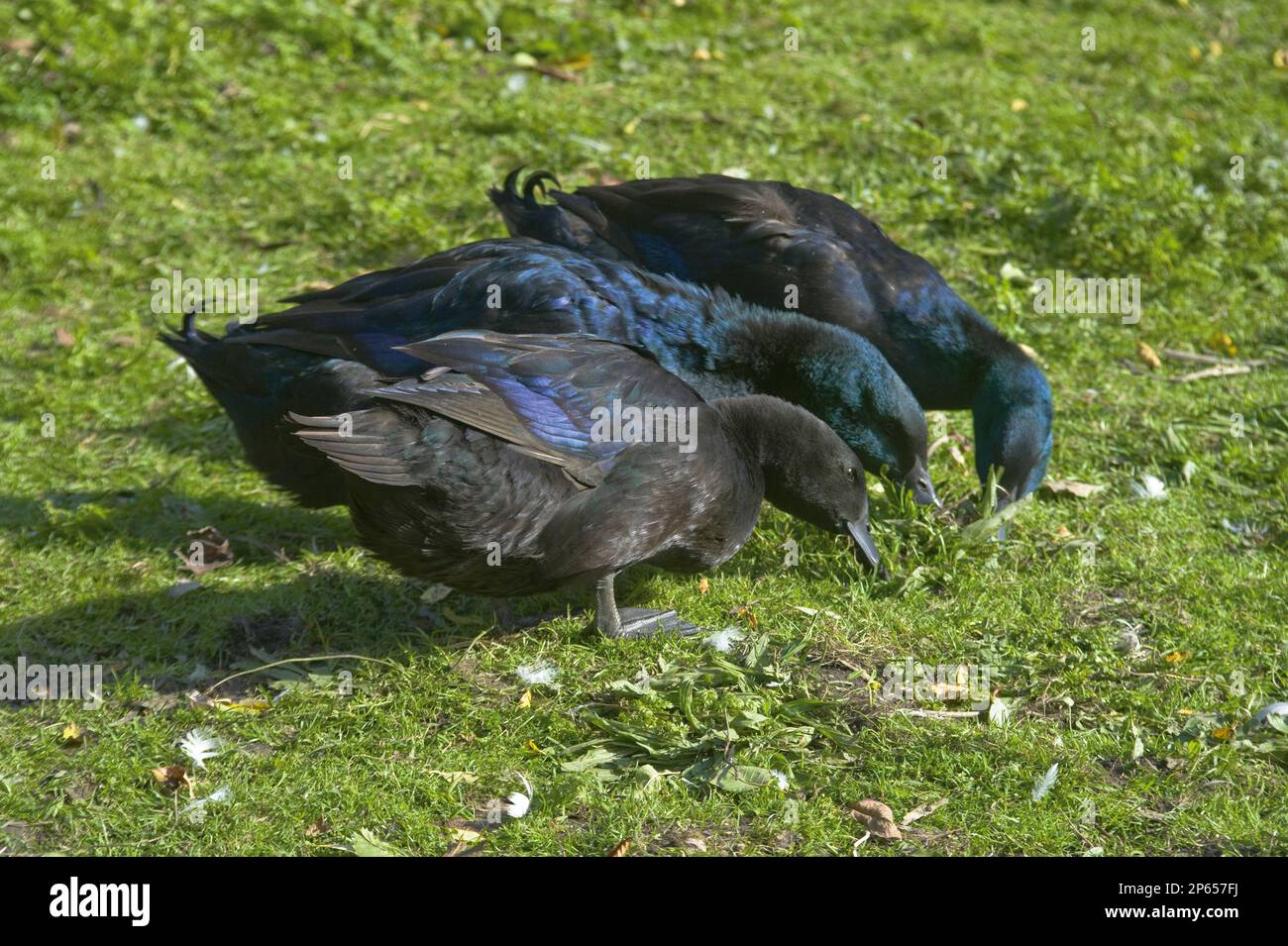 Ducks in cottage garden setting Stock Photo - Alamy