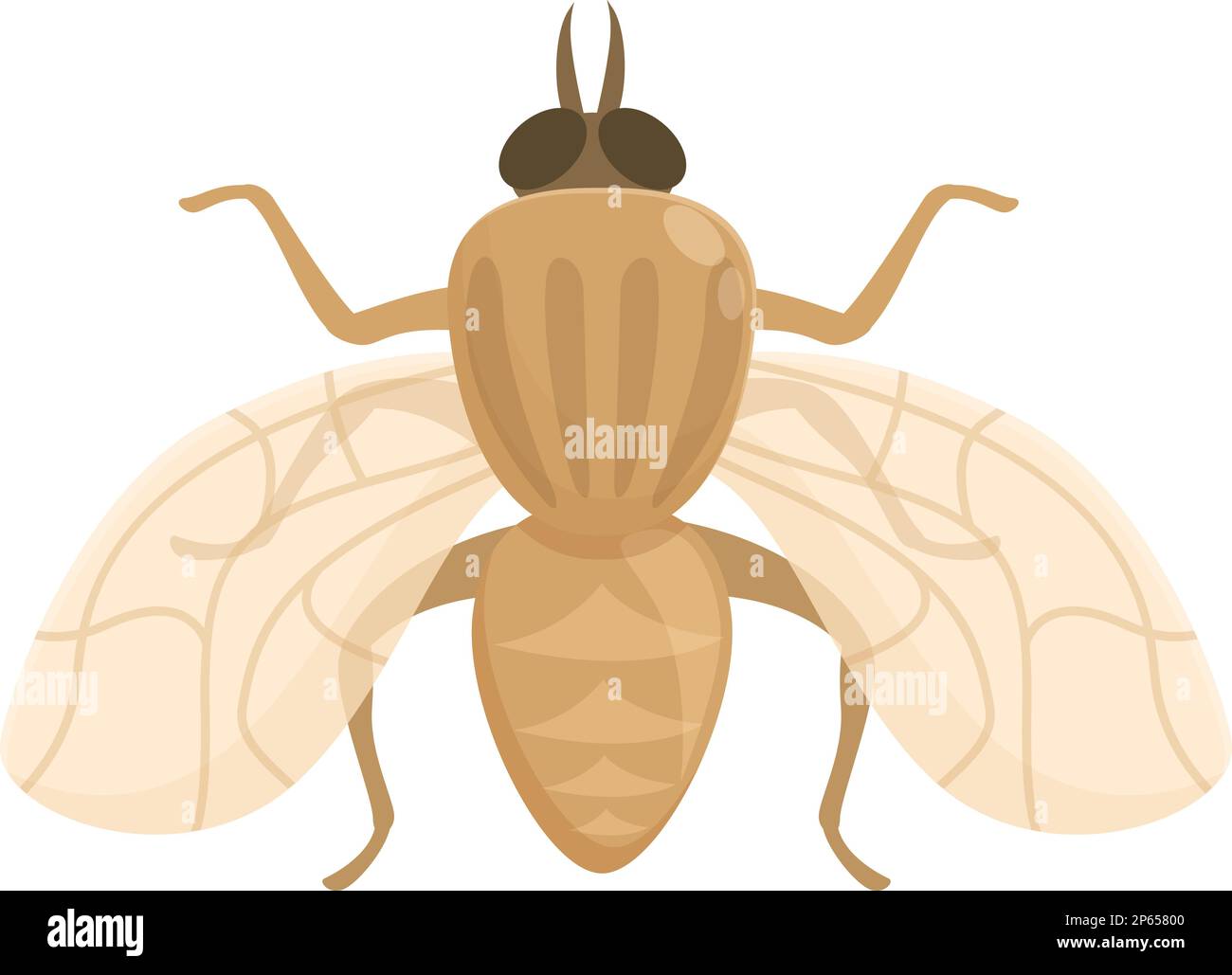Glossina tsetse fly icon cartoon vector. Africa insect. Large tik Stock ...