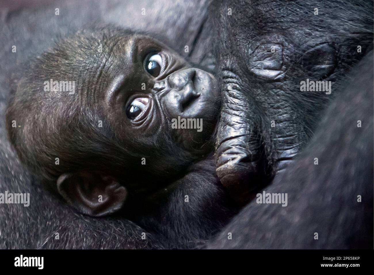 Mawimbi, a western lowland gorilla cub lies in the arm of its mother ...