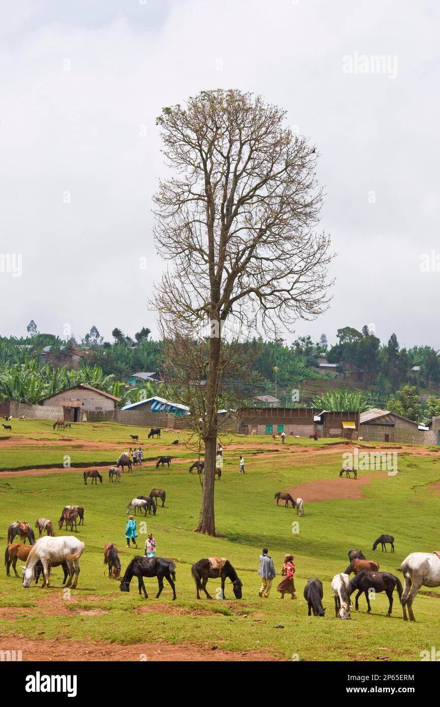 Horses Market, Dorzè land, Chencha, Ethiopia Stock Photo - Alamy