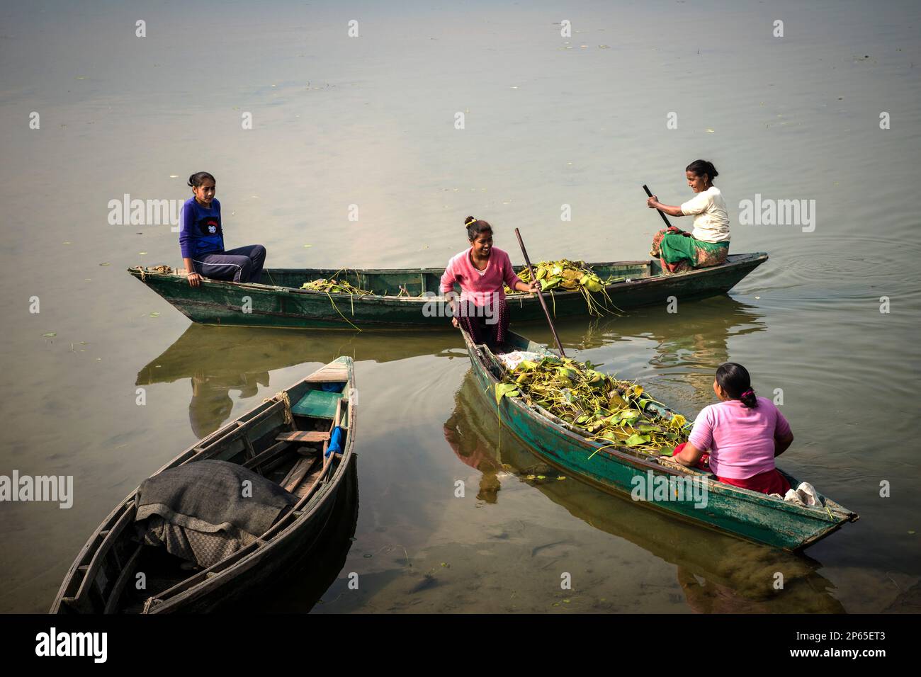 Collecting algae hi-res stock photography and images - Alamy