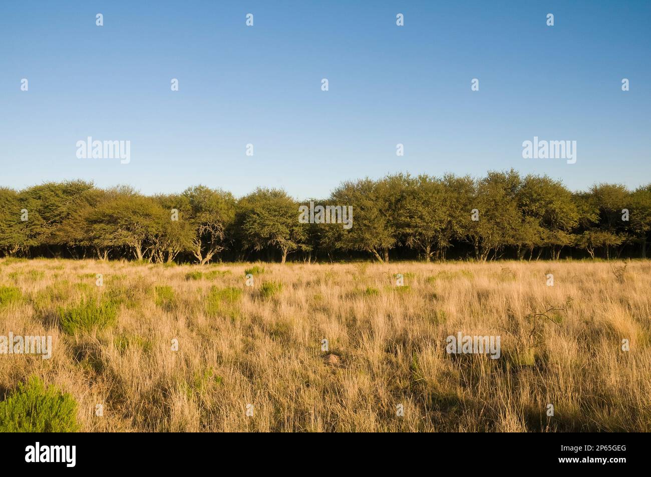 Pampas forest landscape, Calden tree, La pampa Province, Patagonia ...