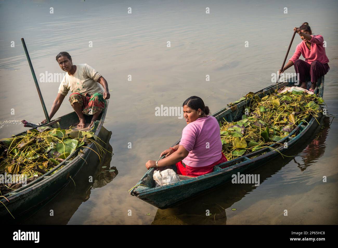 Collecting algae hi-res stock photography and images - Alamy
