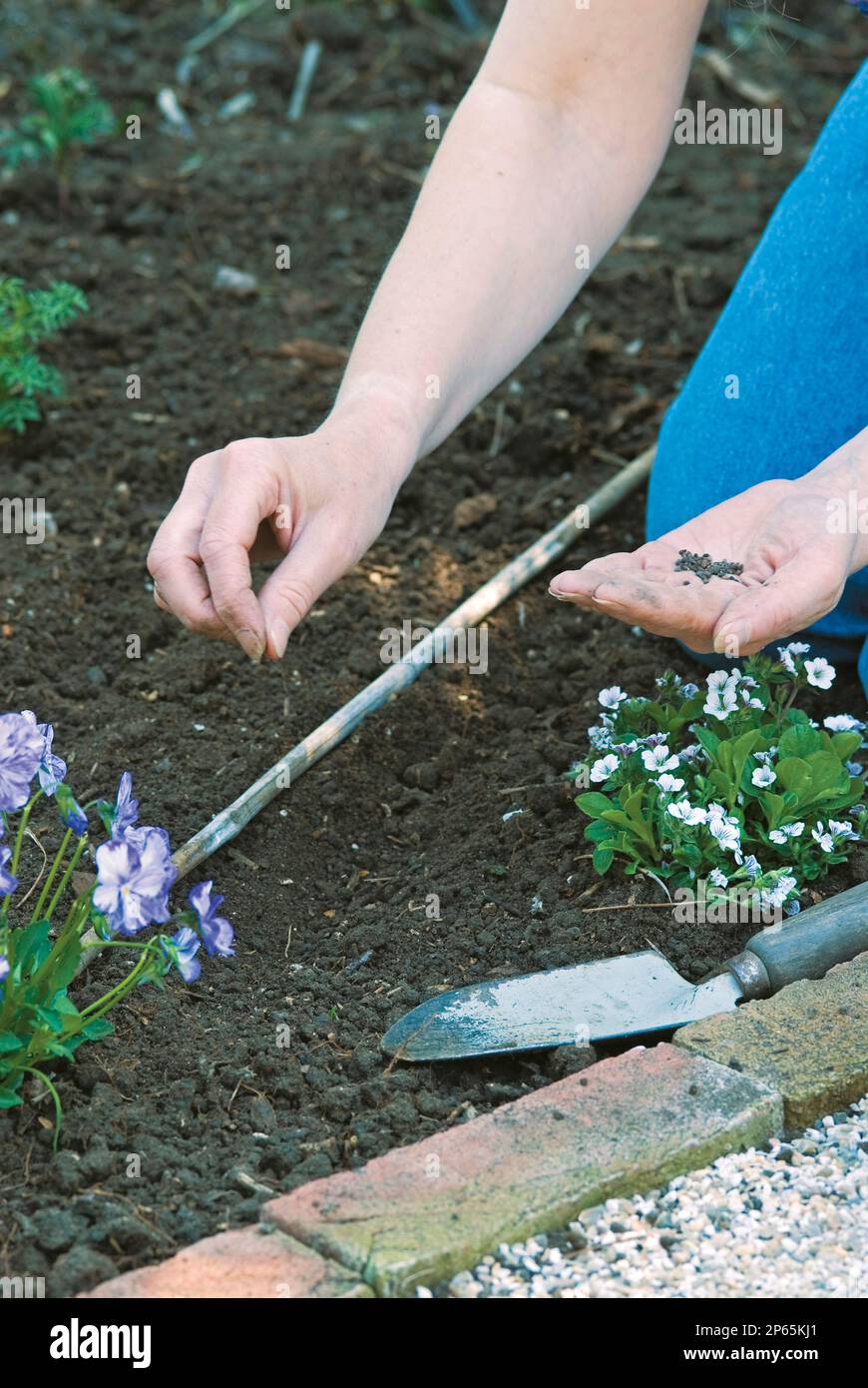 Sowing seeds garden border hi-res stock photography and images - Alamy