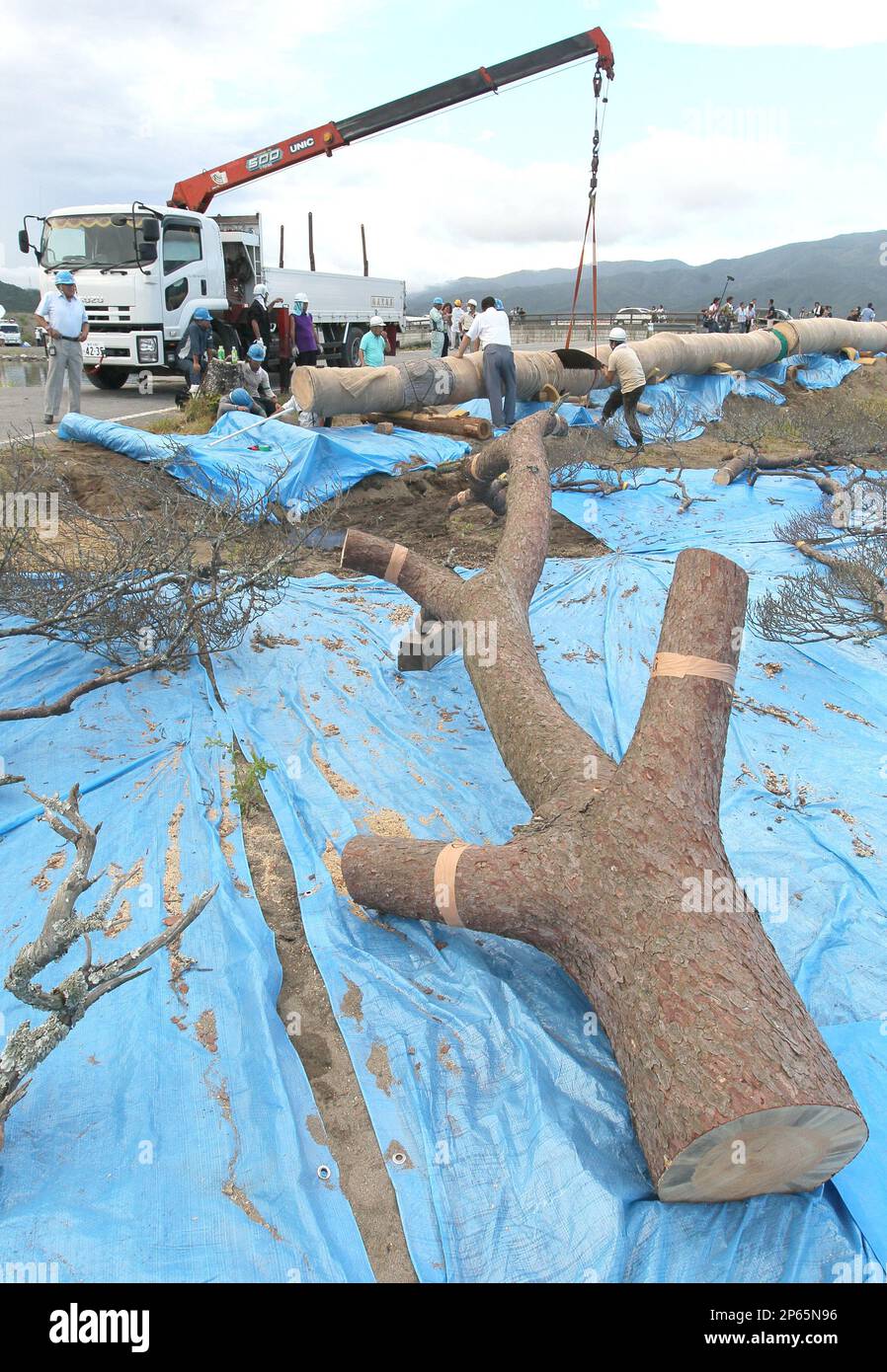 A pine tree, known as " Miracle Pine Tree '' that survived the March 11 ...