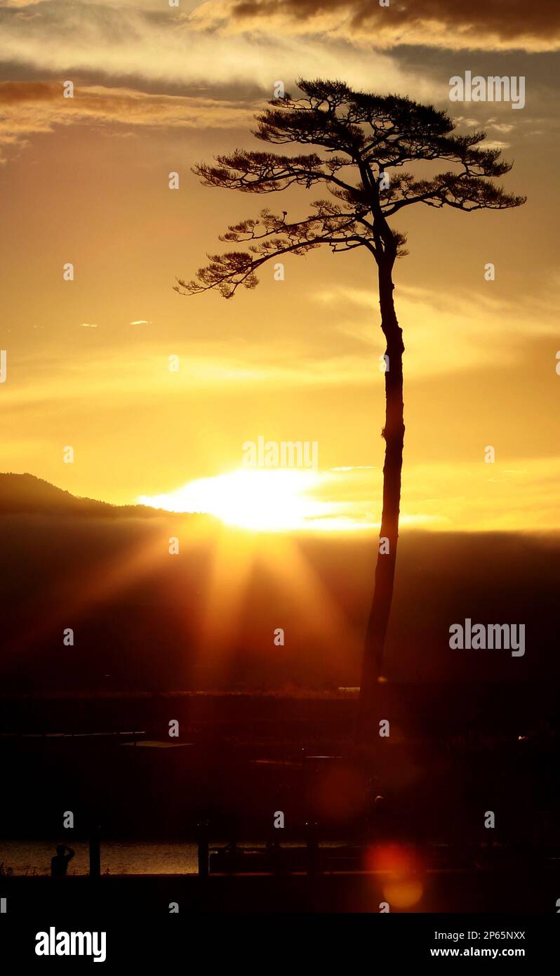 A pine tree, known as " Miracle Pine Tree '' that survived the March 11 ...