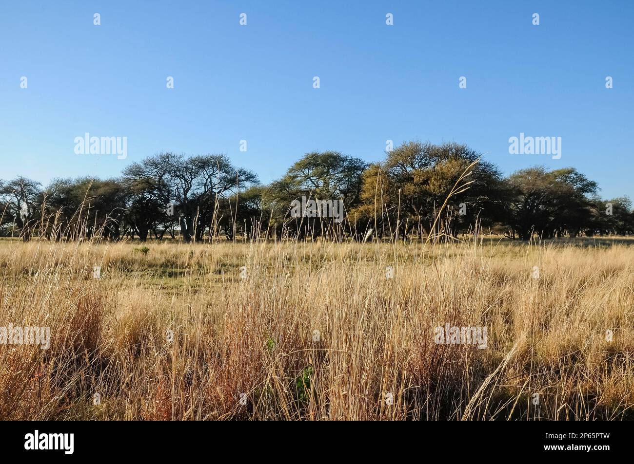 Pampas forest landscape, Calden tree, La pampa Province, Patagonia ...