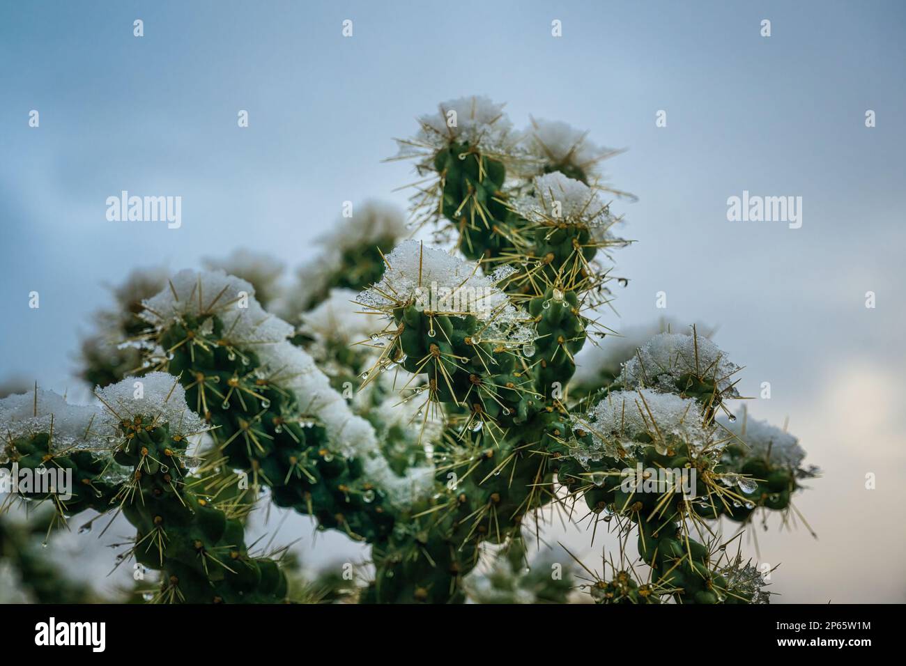 Snow covered spiky plant hi-res stock photography and images - Alamy