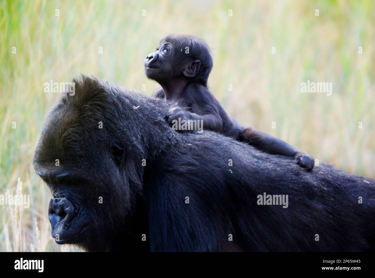 The Cheyenne Mountain Zoo in Colorado Springs, Colo. announced Monday, Sept. 10, 2012 that their ...