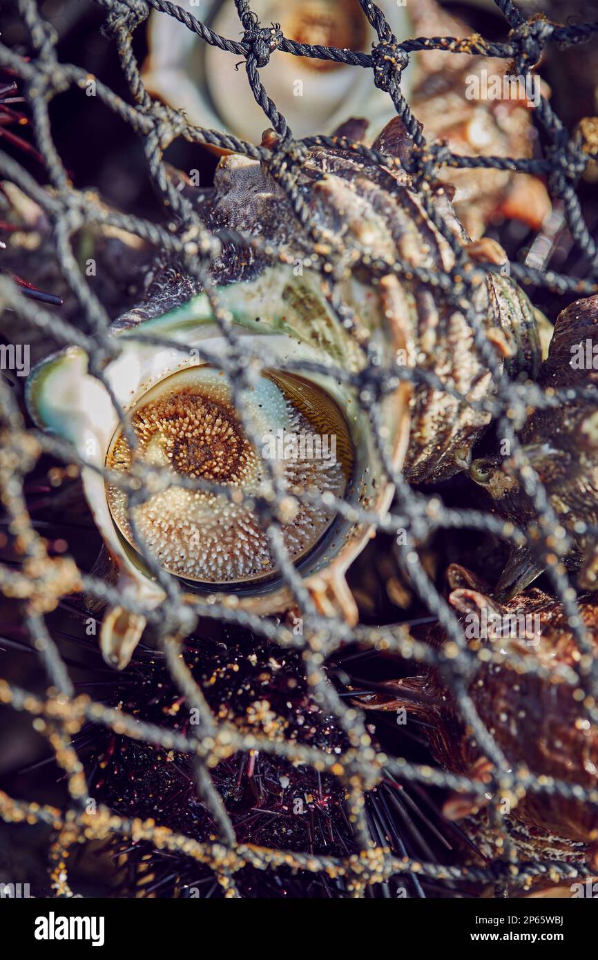 Haenyeo, the female divers in the Jeju island, South Korea Stock Photo ...
