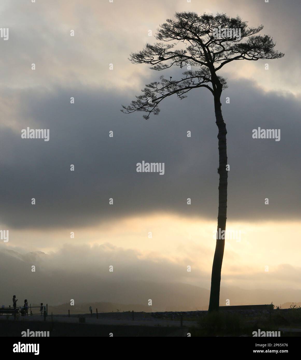 " Miracle Pine Tree '' that survived the 2011 March 11 tsunami stands ...
